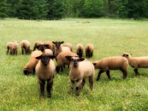 Hampshire Sheep Breed: Information, Behavior, and Care
