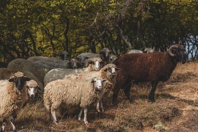 7-brown-sheep-breeds-perfect-for-your-flock