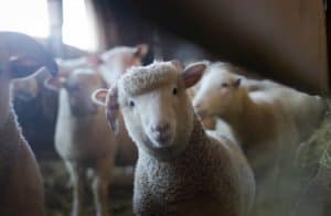 American Cormo Sheep Breed: Information, Behavior, And Care