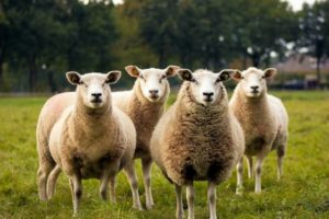 Cheviot Sheep Breed: Information, Behavior, and Care