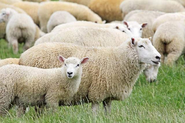 Columbia Sheep Breed: Information, Behavior, and Care