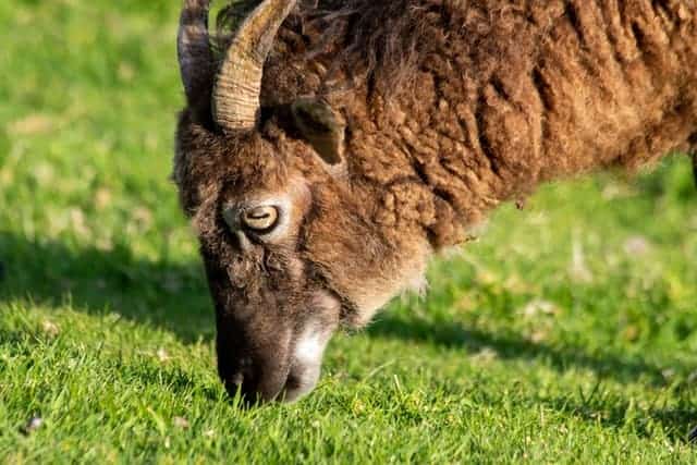 7 Brown Sheep Breeds Perfect for Your Flock