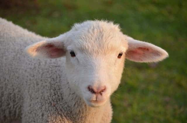 Do Sheep Like to Be Petted? What You Need To Know