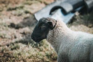 Dorper Sheep Breed (Characteristics, Farming, Pros, and Cons!)