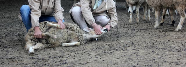 Bloat in Sheep | Symptoms, Causes, and Cure!