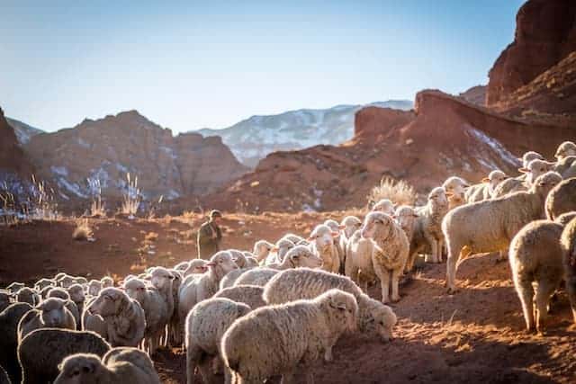 Can Sheep Live without a Shepherd? (Reasons They Need a Shepherd!)
