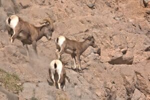 How Do Wild Sheep Survive in The Wild Without Shearing?