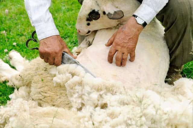 How To Shear A Sheep With Hand Shears? (Practical Guide!)