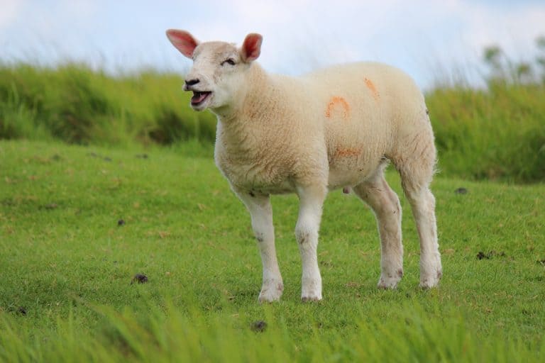 Why Do Sheep Baa At Night? (9 Reasons For Sheep Owners!)