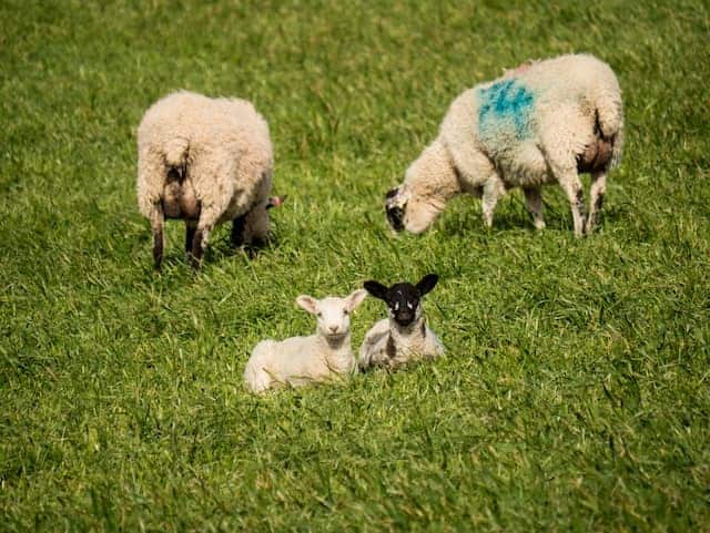 How Many Babies Do Sheep Have? (Per Year and Lifetime!)