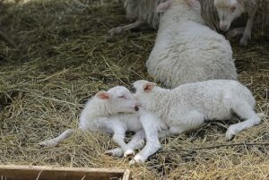 Ewe Not Eating After Lambing? | Here’s What You Need To Do