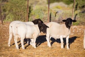 Dorper Sheep Breed (Characteristics, Farming, Pros, and Cons!)