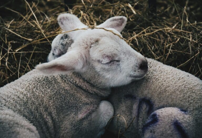 How To Tell If a Lamb Is Getting Enough Milk (6 Ways To Check!)